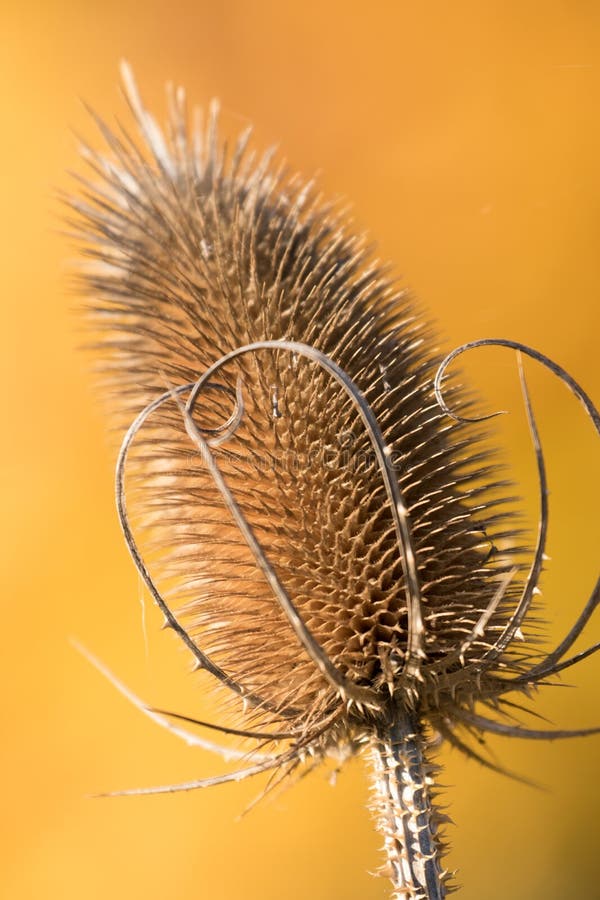 Thistle stock image. Image of wildflower, front, single - 93235791