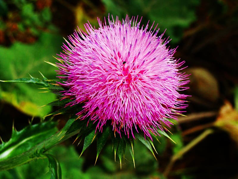 Thistle in full bloom stock image. Image of purple, bloom - 39602929