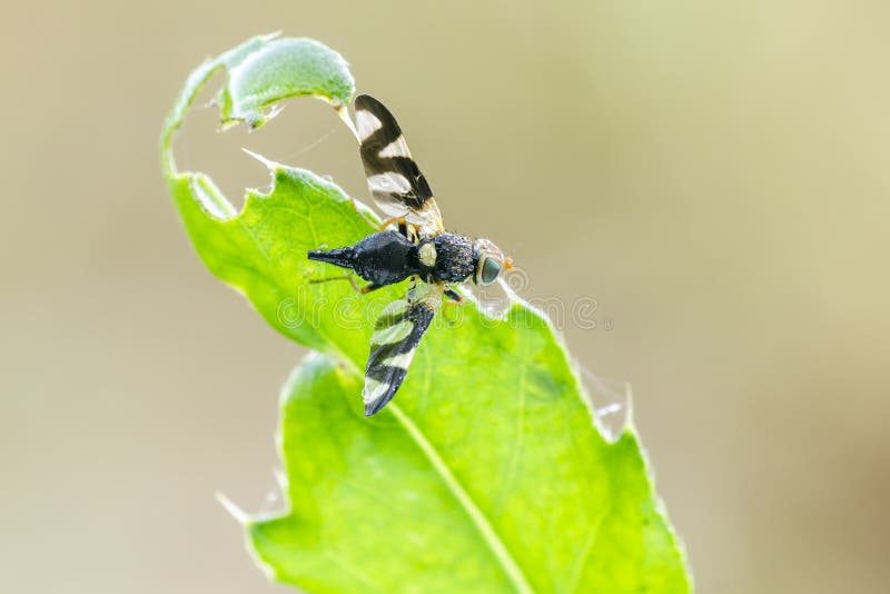 Thistle Gall Fly on Thistle Stock Photo - Image of fruit, true: 189193920