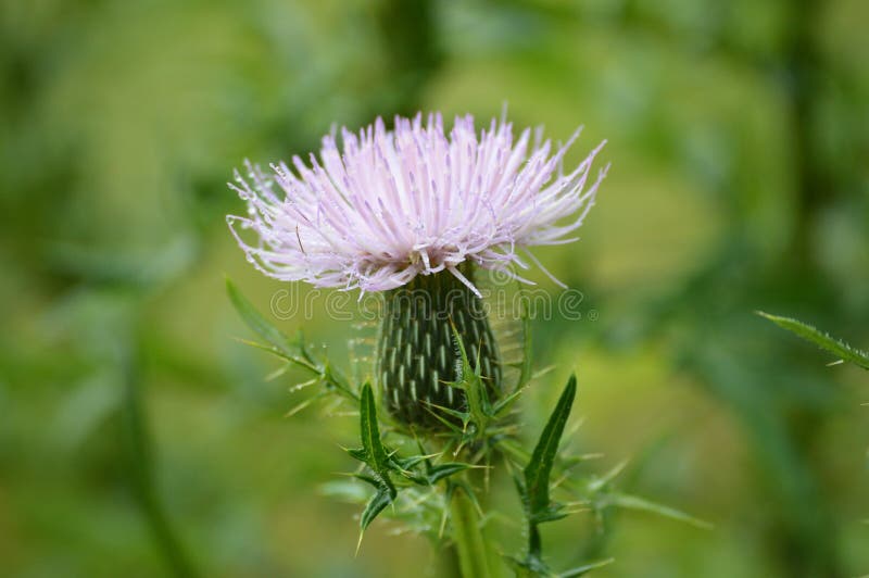 Thistle stock image. Image of landscape, scenic, country - 76001447