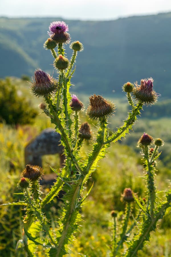 Thistle stock image. Image of plants, thorn, carduus - 32181785