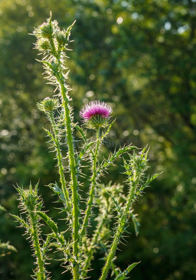 Thistle stock image. Image of carduus, blossom, nature - 32181809