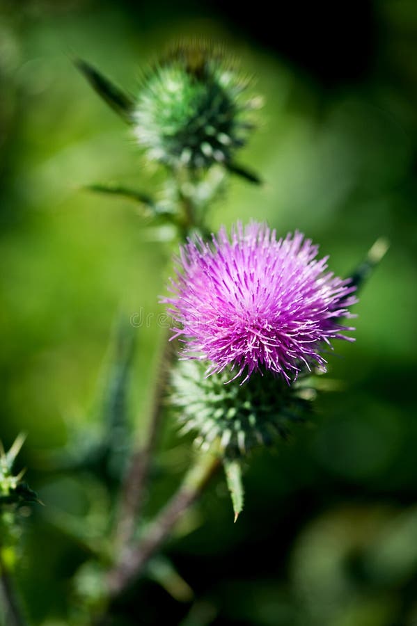 Thistle heads stock photo. Image of closeup, prickly - 25844774