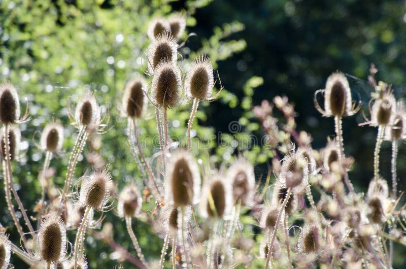 Thistle Heads with Back Lighting Stock Photo - Image of hilltop ...