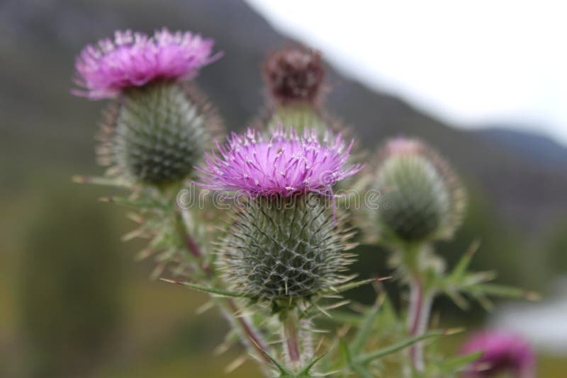 Highland Thistle Stock Photos - Free & Royalty-Free Stock Photos from ...