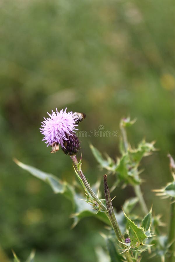 Thistle stock image. Image of scottish, wild, thistle - 49688917