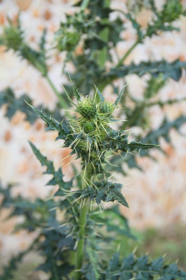 Thistle is an Invasive Species Plant Stock Photo - Image of bloom ...
