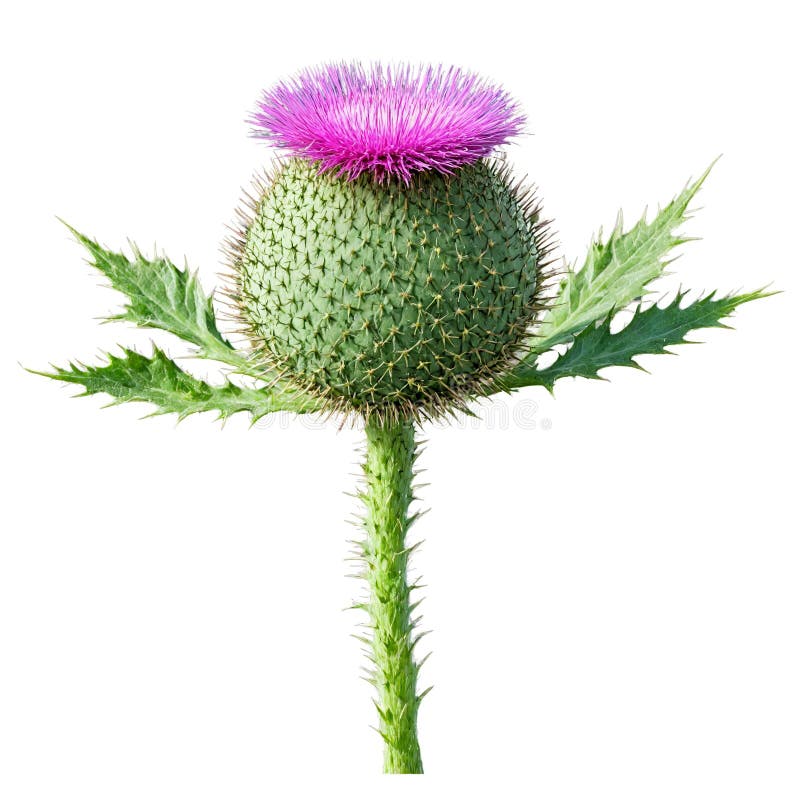 Thistle Leaf Spiny Green Leaf with Deeply Lobed Edges and a Slightly ...