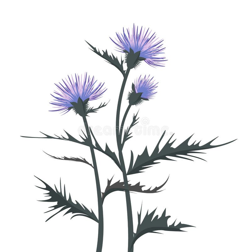 Thistle with Leaves and Stems Stock Vector - Illustration of decorative ...