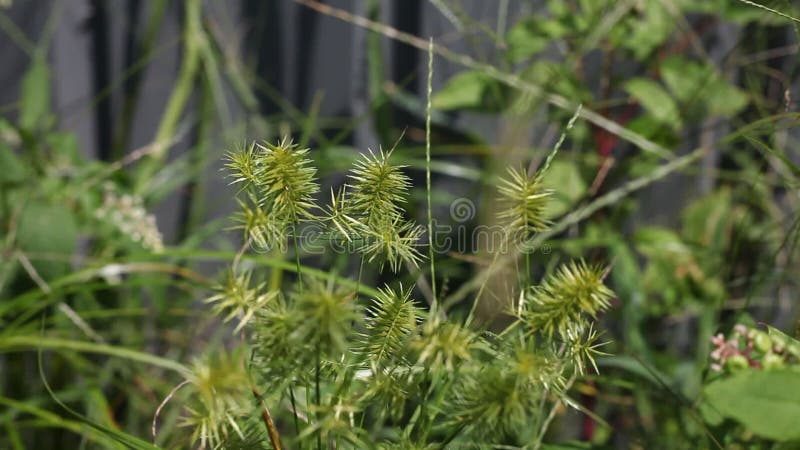 Thistle Like Plant Afternoon Light Tennessee Foliage Stock Video ...