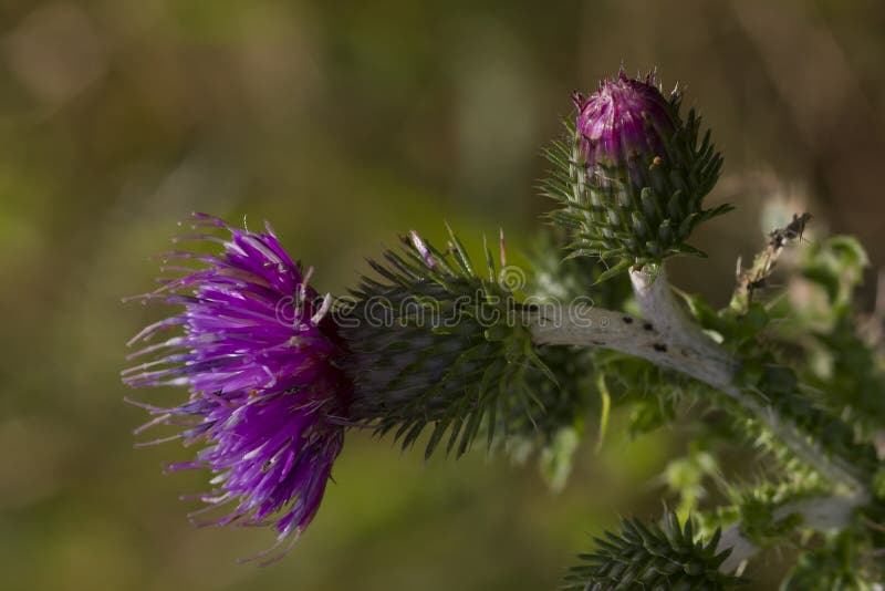 Thistle stock image. Image of colorful, flower, stinging - 56802317