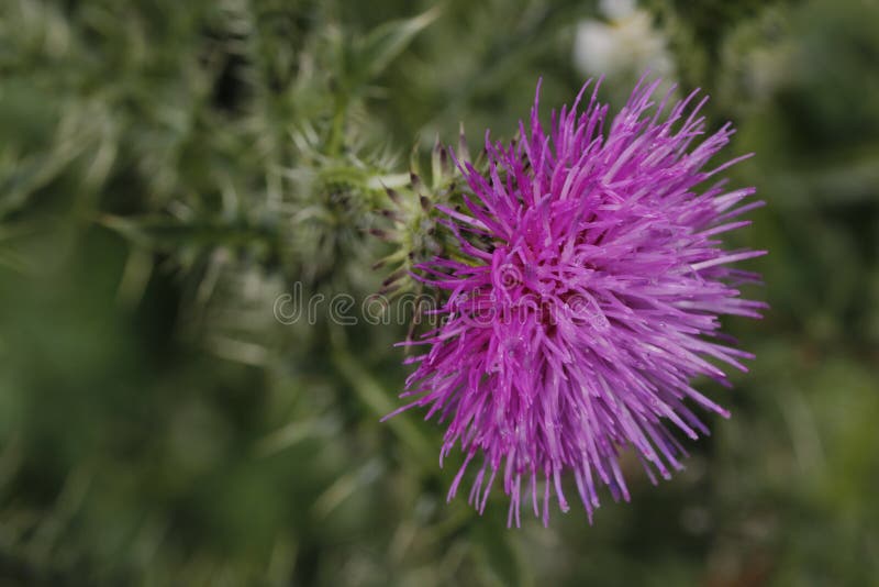 Thistle stock photo. Image of blossom, macro, pink, nature - 56802348
