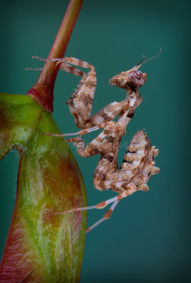 Thistle mantis on seed pod stock photo. Image of nymph - 148336032