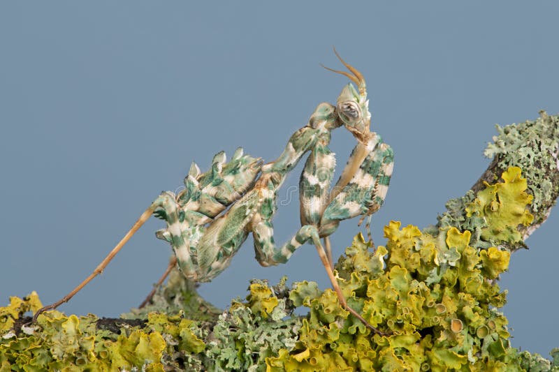 Thistle Mantis Nymph, Blepharopsis Mendica Stock Image - Image of white ...