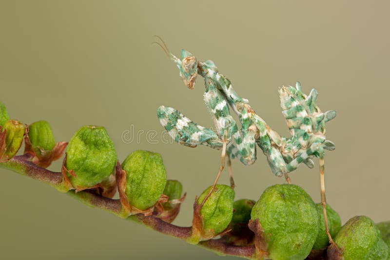 Thistle Mantis Nymph, Blepharopsis Mendica Stock Image - Image of ...