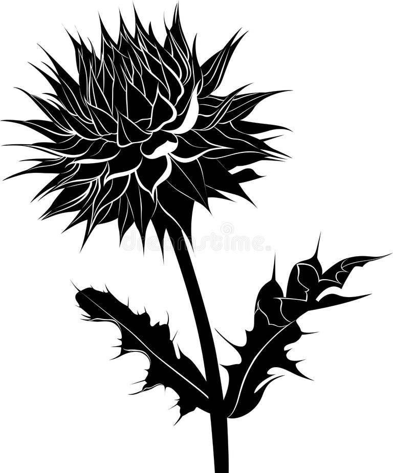 Thistle Thorn Plant Grass Stock Illustrations – 302 Thistle Thorn Plant ...