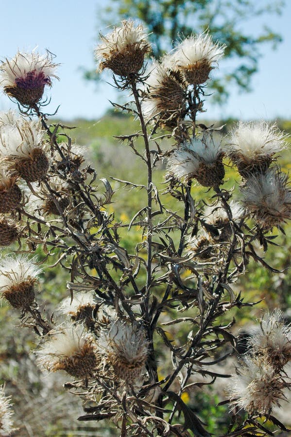 Texas Prairie Thistle Stock Photos - Free & Royalty-Free Stock Photos ...