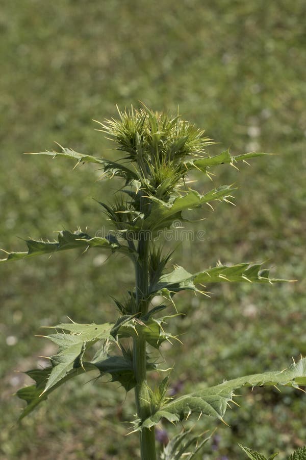A Thistle Plant in a Meadow Stock Photo - Image of food, zone: 285442004