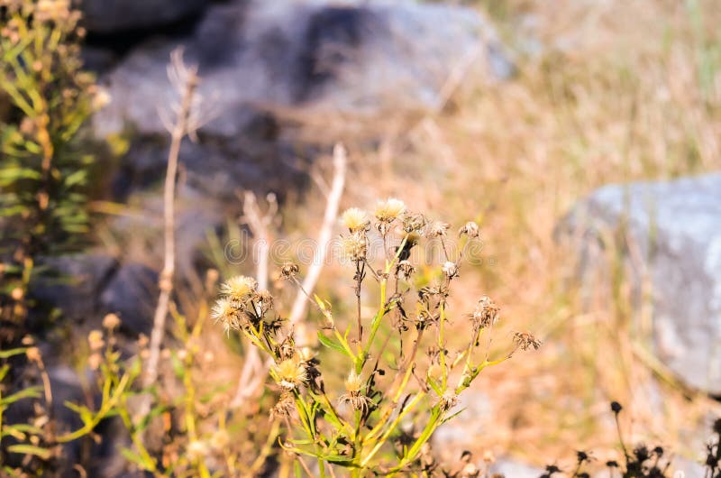 Thistle Plants in Autumn Light Stock Photo - Image of beautiful, dried ...