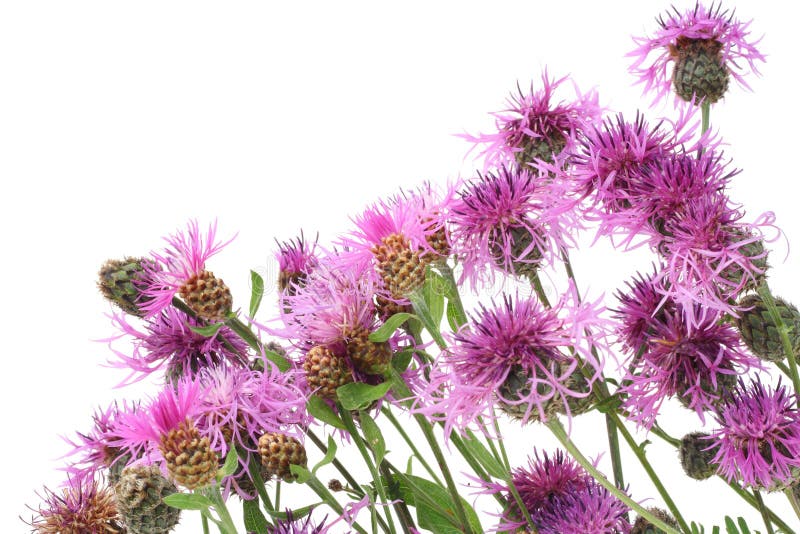 Thistle postcard stock image. Image of summer, stem, leaf - 15367665
