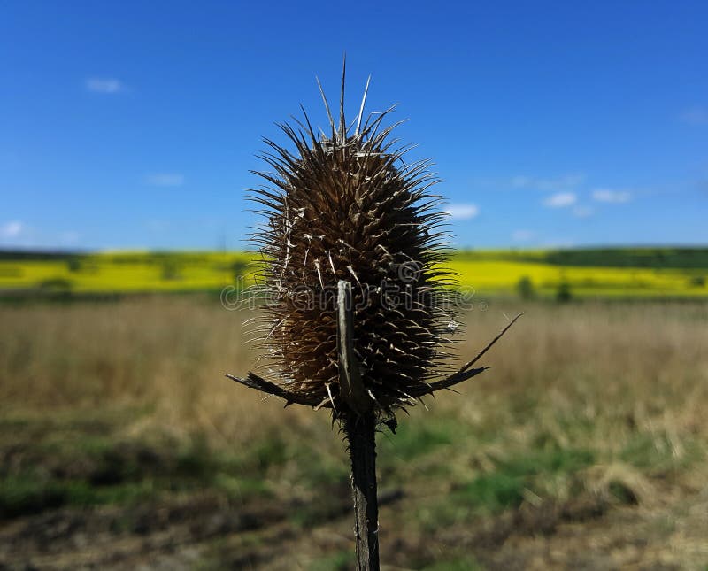 Thistle with Rural Landscape and Blue in the Sky Stock Photo - Image of ...