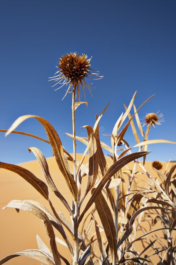 Thistle in Sand Dunes stock image. Image of climate - 164184195
