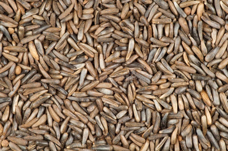 Thistle seed texture stock photo. Image of feeding, bird - 38202142