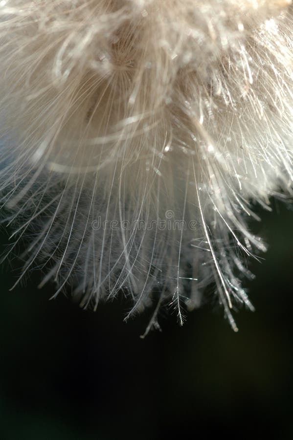 Thistle seeds stock image. Image of seeds, close, thistles - 17223893