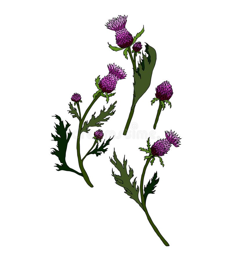 Thistle Stock Illustrations – 3,855 Thistle Stock Illustrations ...