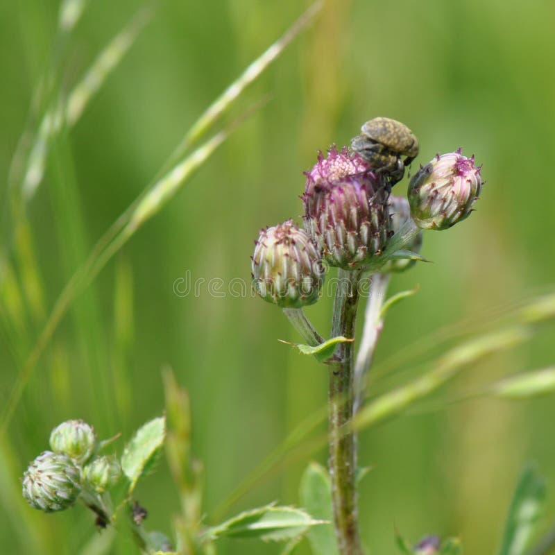 Thistle with bug stock photo. Image of feasting, beautiful - 117473754