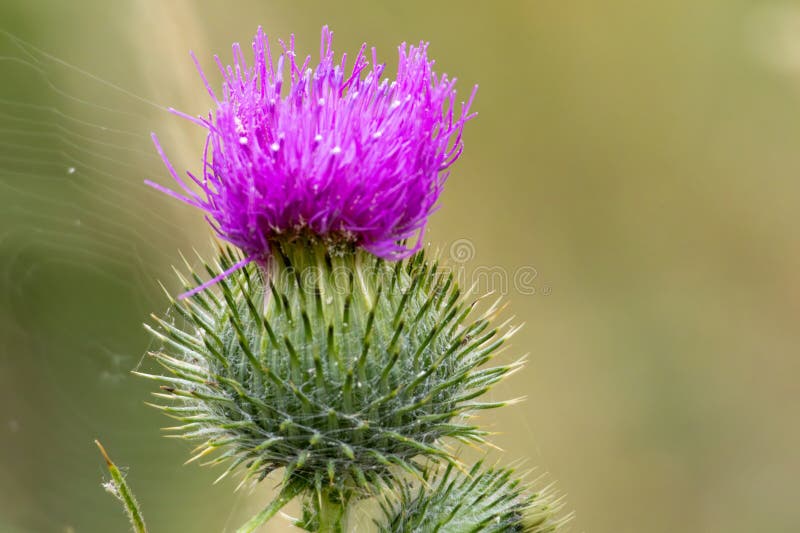 Thistle Common Name Group Flowering Plants Characterized Stock Photos ...