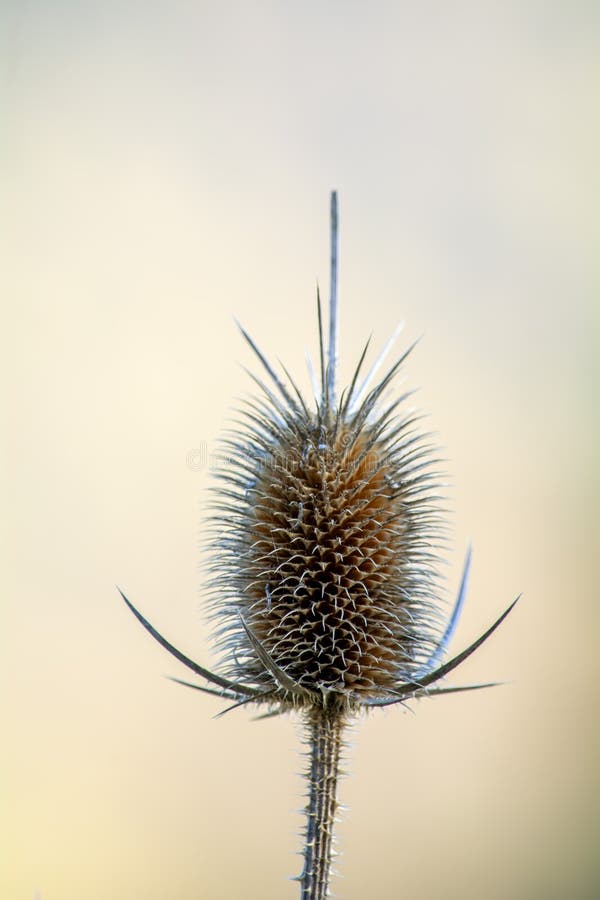 Thistle stock image. Image of lighting, produce, grass - 346712919