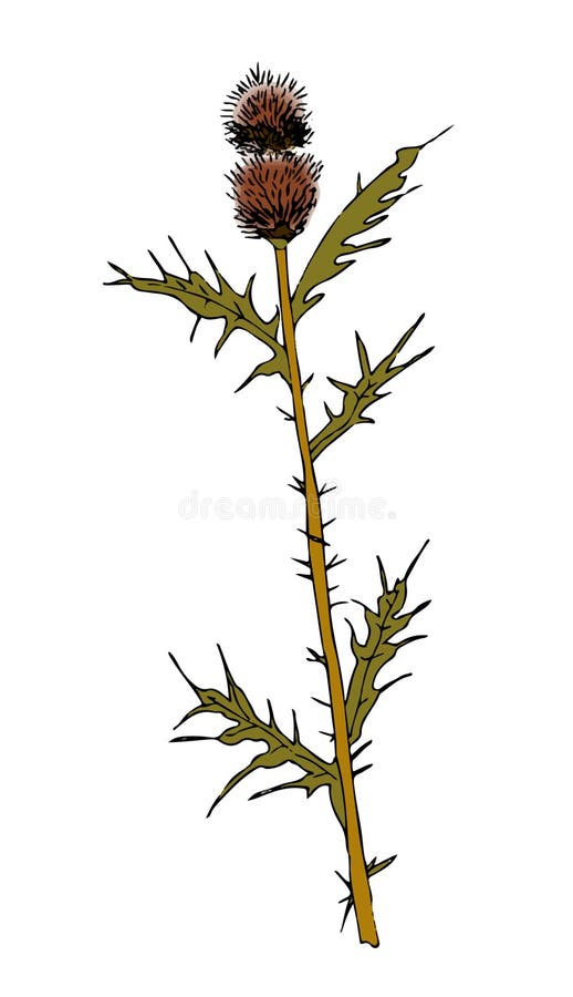 Thistle Vector Illustration in Flat Cartoon Style Stock Vector ...