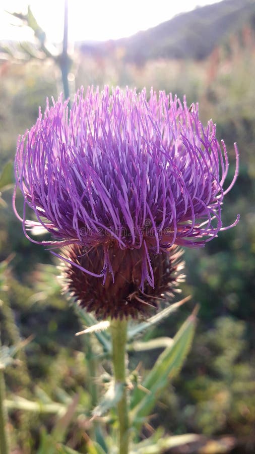 Thistle stock photo. Image of purple, flora, cynara, thistle - 96884512
