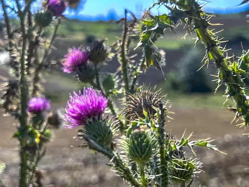 Thistle, a Weed Against the Background of an Agricultural Field Stock ...