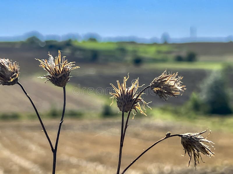 Biblical Herbs Stock Photos - Free & Royalty-Free Stock Photos from ...