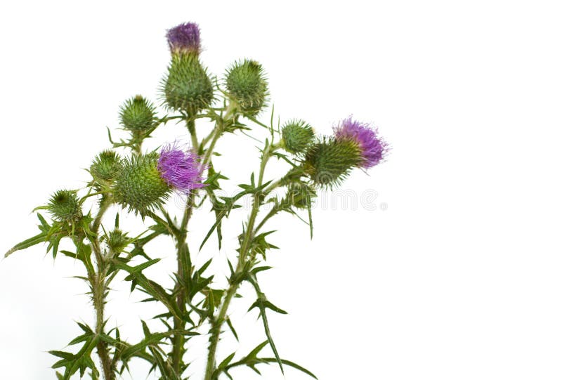Scottish Thistle White Background Stock Photos - Download 257 Royalty ...