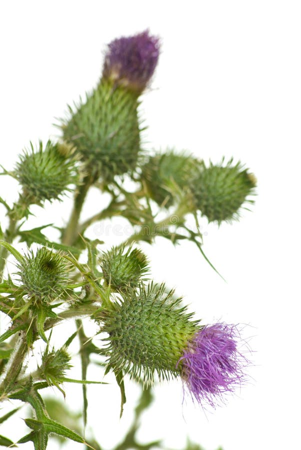 Scottish Thistle White Background Stock Photos - Download 256 Royalty ...