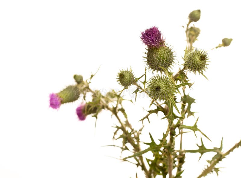 Thistle stock image. Image of large, natural, asteraceae - 15837941