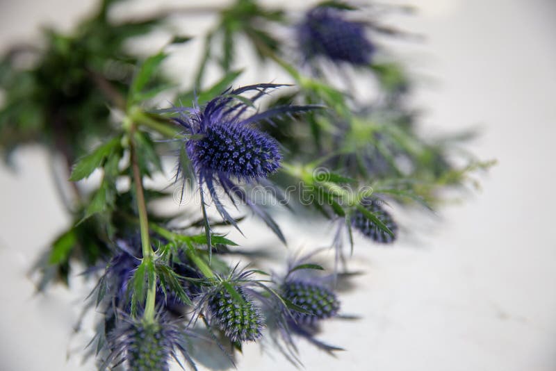 Thistle on white stock image. Image of desert, leaf - 139914663