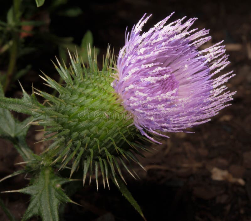Thistle stock image. Image of thistle, purple, nature - 55830107