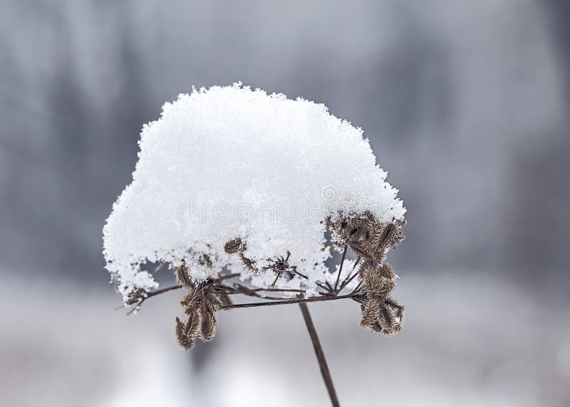 Thistle in Winter, Park in Jablonna Stock Photo - Image of fabulous ...