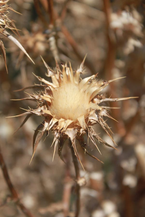 Thistle stock photo. Image of botanical, mummified, head - 57750298