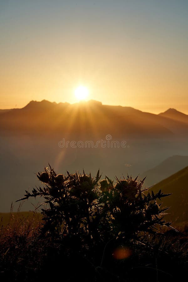 Thistles Backlit by Sunset in the Moutains with Light Rays Coming from ...