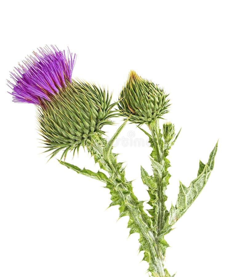 Thistles Flower and Bud Isolated on White Background Stock Photo ...