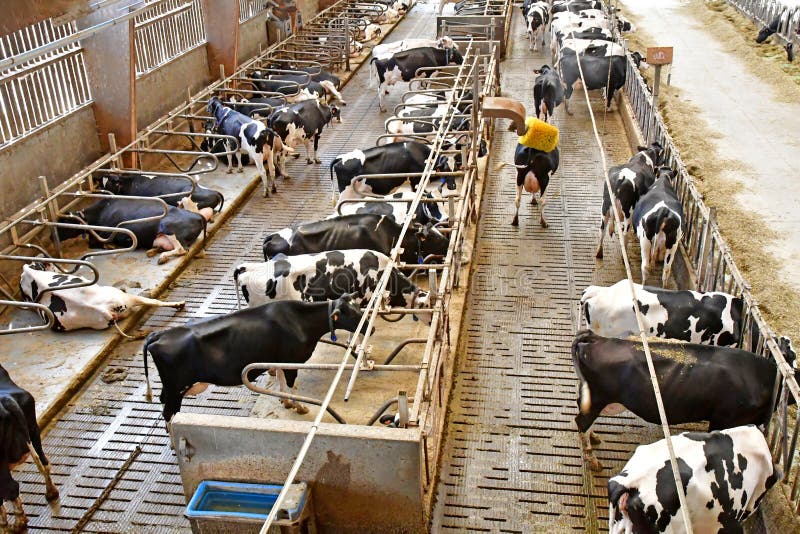 Thiverval Grignon, France - August 13 2016 : Agroparistech Farm ...
