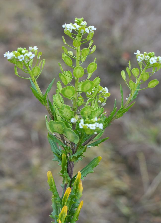 Thlaspi Arvense Grows in Nature Stock Image - Image of remedies, stem ...