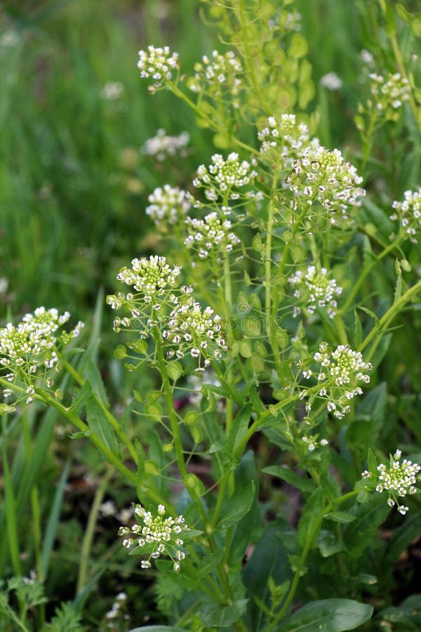 Thlaspi Arvense Grows in Nature Stock Image - Image of thlaspi, spring ...
