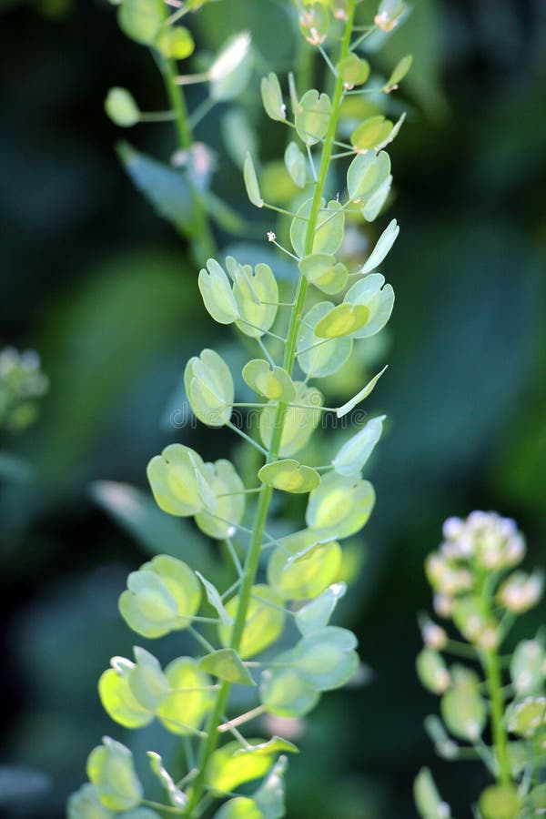 Thlaspi Arvense Grows in Nature Stock Image - Image of field, garden ...