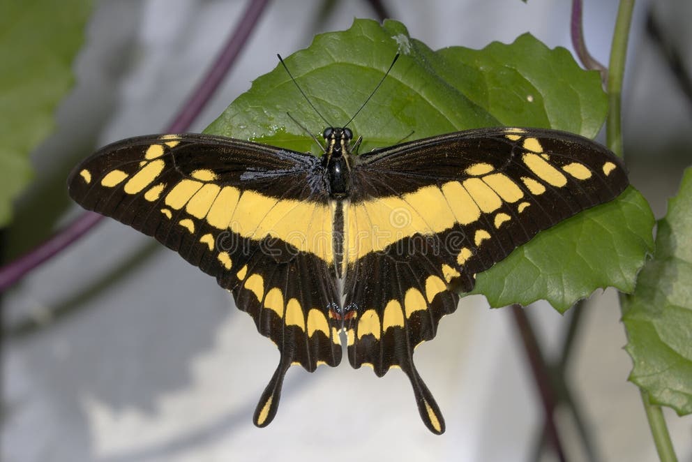 Thoas Swallowtail, Papilio Thoas Stock Image - Image of body, look ...